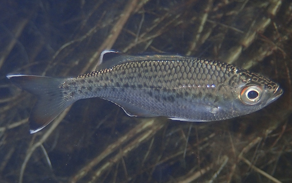 Spotted Flagtail in December 2019 by Tse Chung Yi · iNaturalist