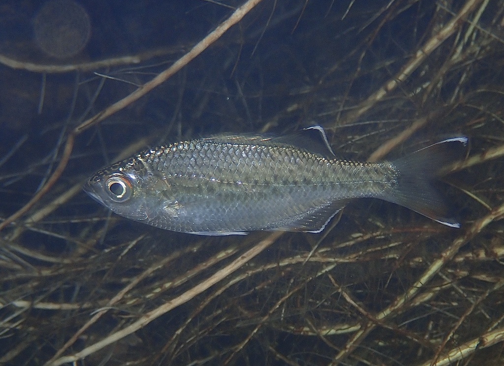 Spotted Flagtail (Kuhlia marginata) - Marine Life Identification