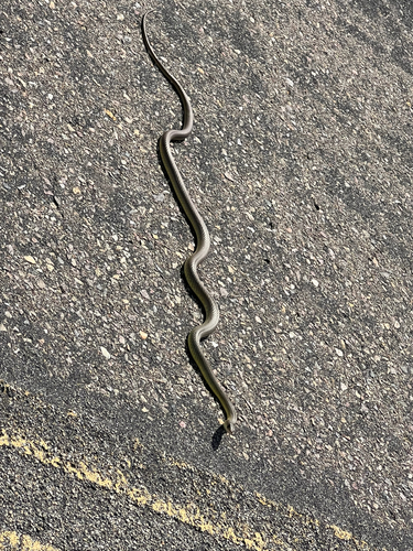 North American Racer (Coluber constrictor) - Snakes and Lizards