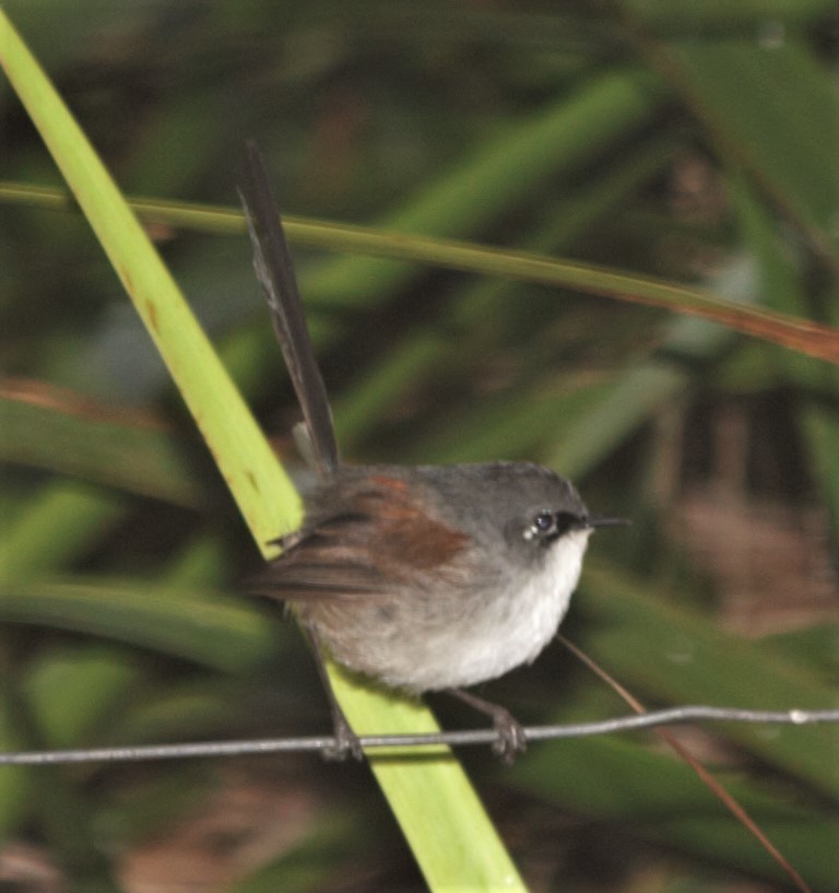 Red-winged Fairywren (Malurus elegans) - Avian Discovery