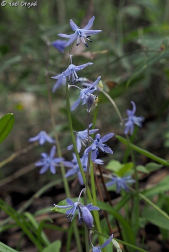 Cilician Squill (Scilla cilicica) · iNaturalist