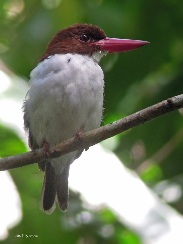 Chocolate-backed Kingfisher (Halcyon badia) - Avian Discovery