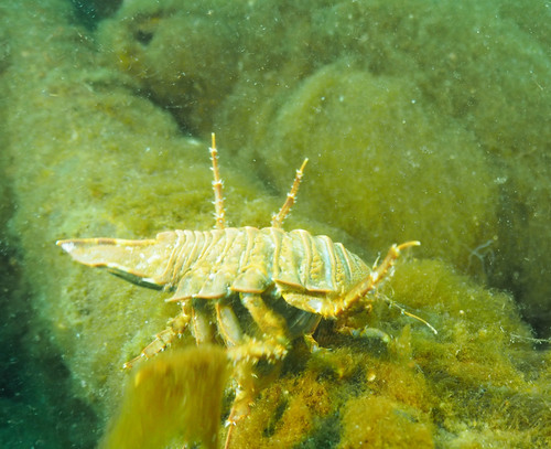 Antarctic Isopod (Glyptonotus antarcticus) · iNaturalist