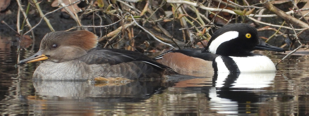 Hooded Merganser from Riderwood Village, Gracefield Road, Silver Spring ...