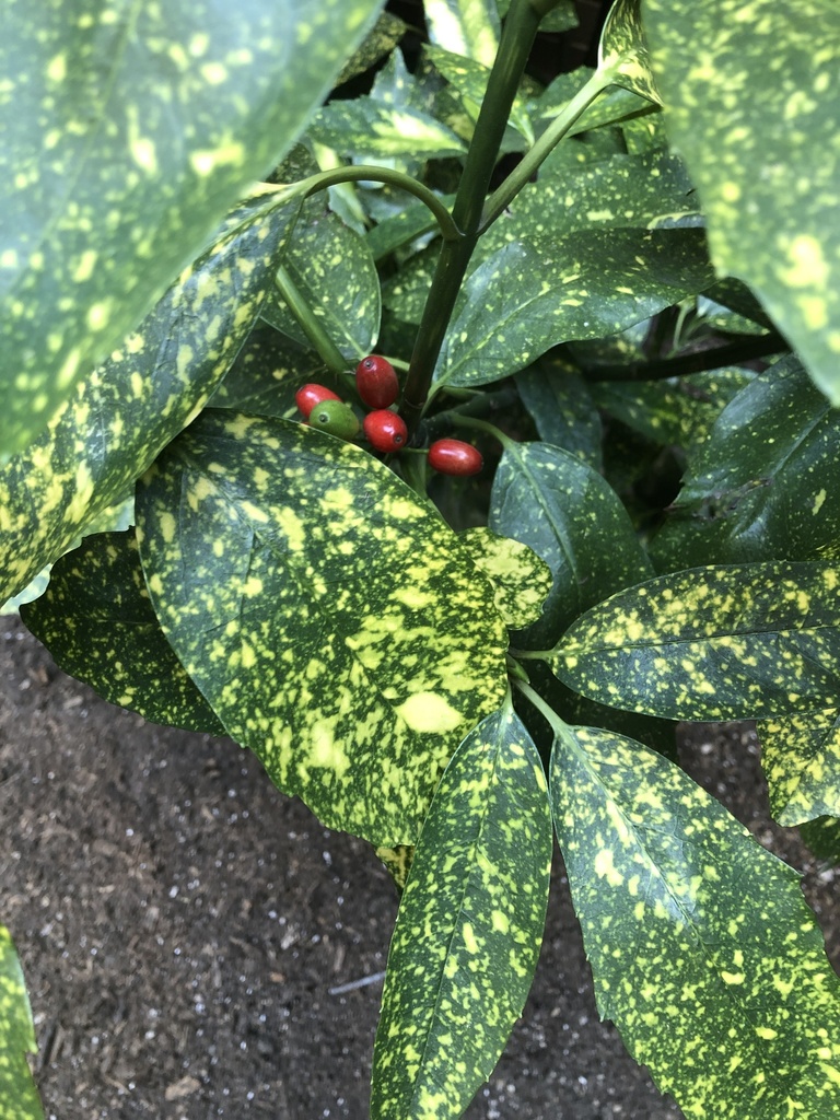 Badnavirus from Manhattan, New York, NY, US on February 21, 2020 at 01: ...