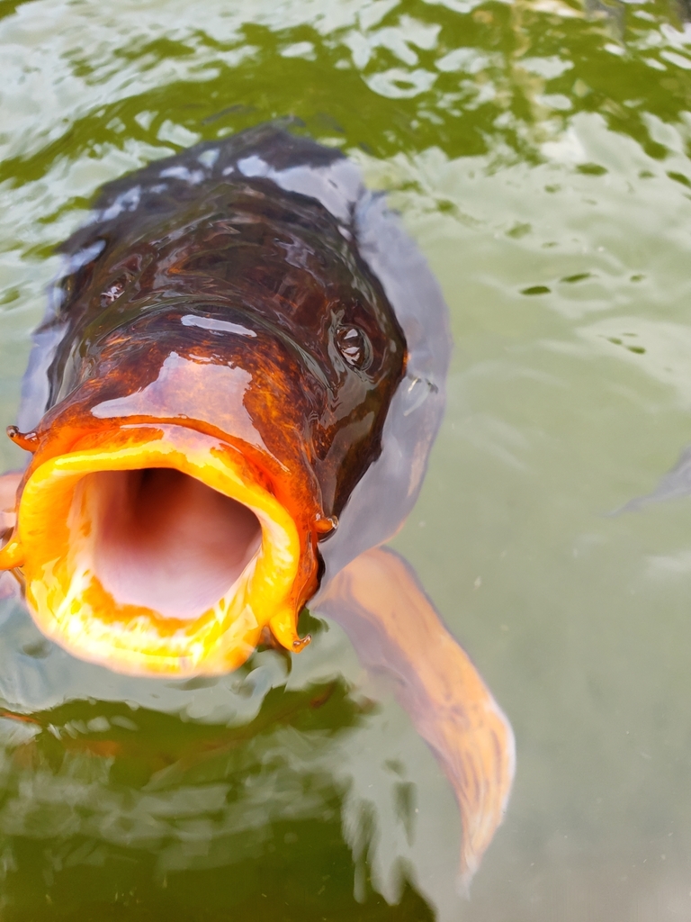 Amur Carp from Palm Beach, FL, USA on February 21, 2020 at 04:06 PM by ...