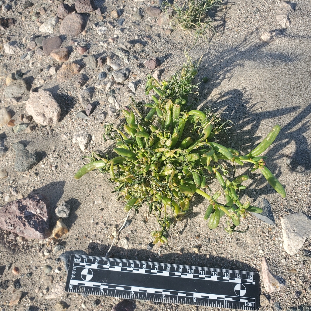 desert rockpurslane from San Bernardino County, CA, USA on February 25 ...