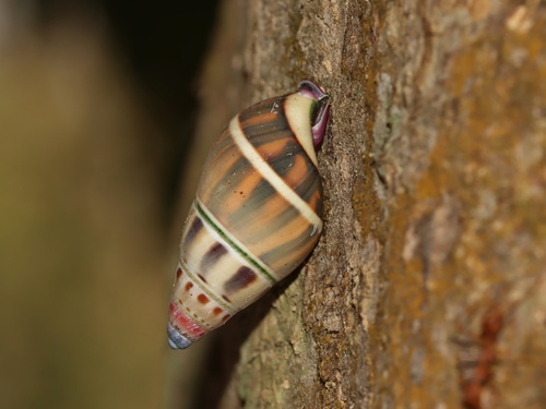 Observations by ian_dugdale · iNaturalist
