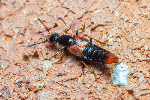 Hesperus australis · NaturaLista Colombia
