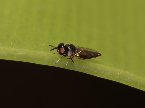 Observations by ian_dugdale · iNaturalist
