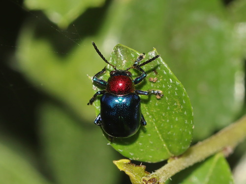 Observations by ian_dugdale · iNaturalist