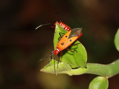 Observations by ian_dugdale · iNaturalist