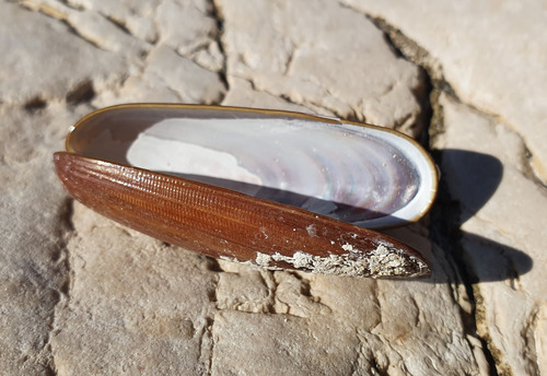 Date Shell (Intertidal species of NE Atlantic) · iNaturalist