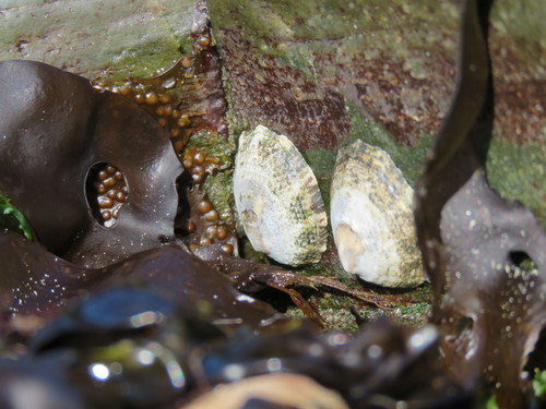 Scurria plana · iNaturalist