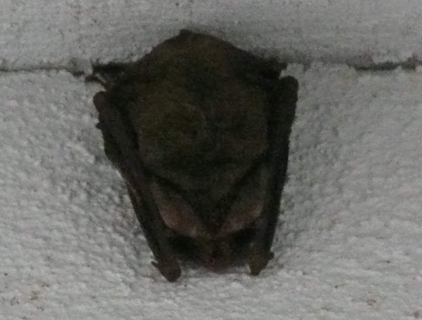 Rafinesque's Big-eared Bat from Corkscrew Swamp Sanctuary, Naples, FL ...