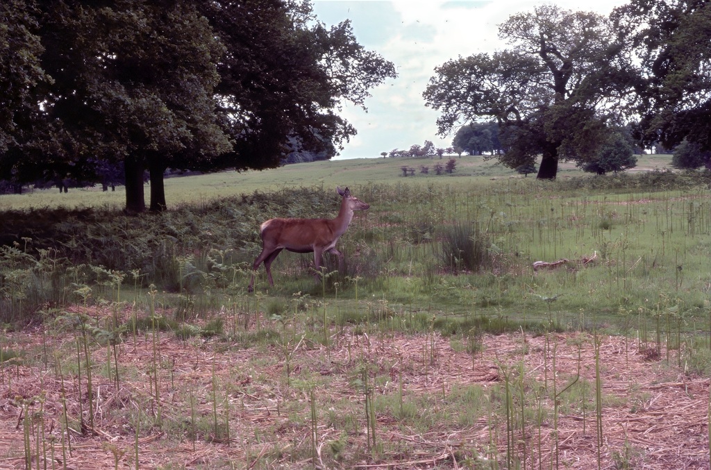 Red Deer from Richmond--Richmond Park on June 8, 1985 by Bill Crins ...