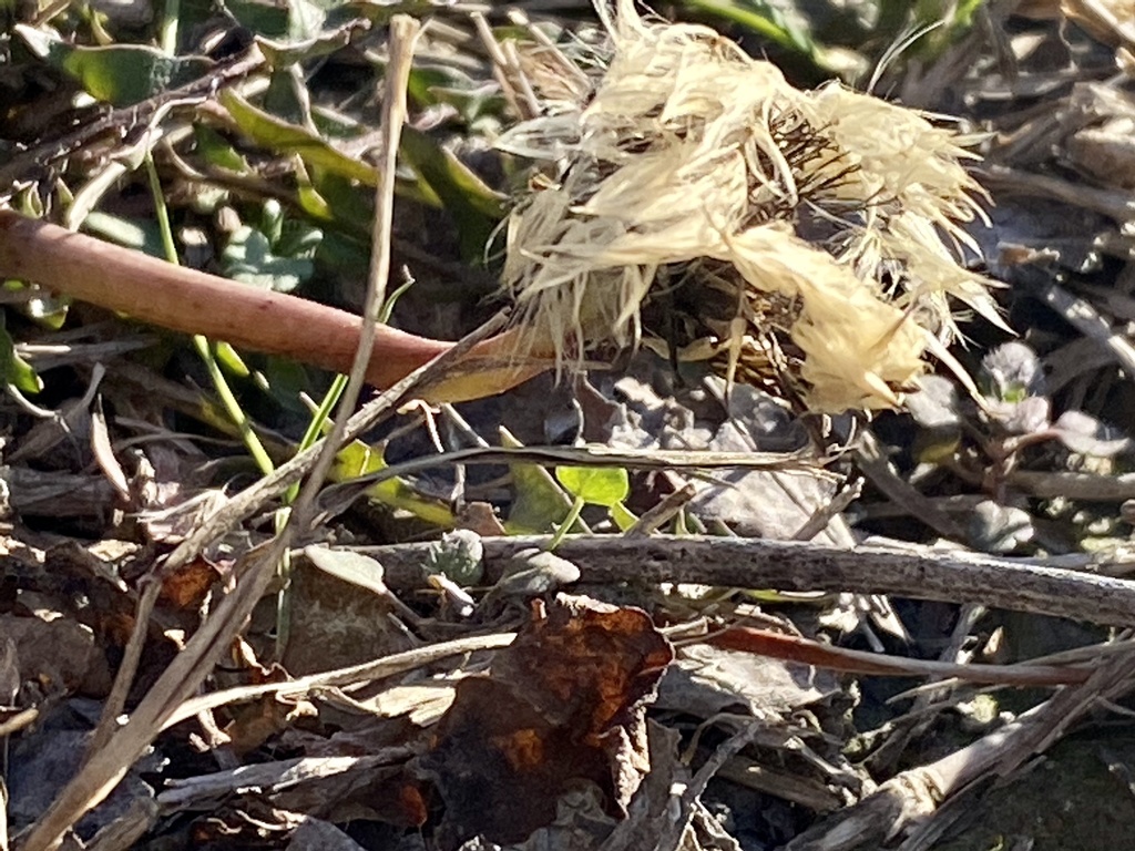 common dandelion from Dillard Dr, Lynchburg, VA, US on February 21 ...