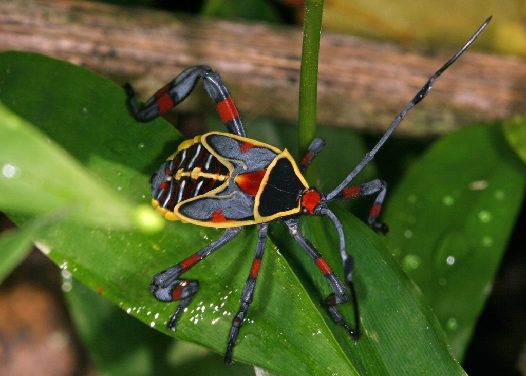 Thasus acutangulus from Selva Negra, Nicaragua on January 21, 2011 by ...