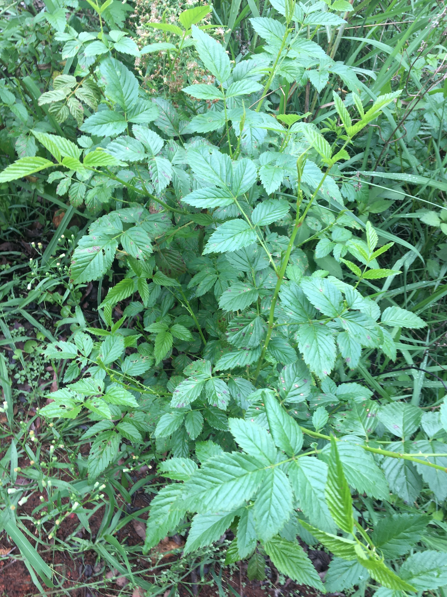 Rubus probus L.H.Bailey