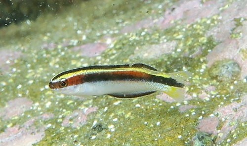 Eastern Hulafish (Fishes of Cabbage Tree Bay Aquatic Reserve, Sydney ...
