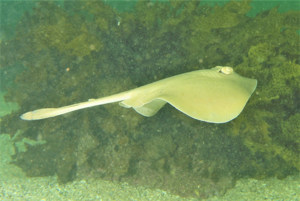 Common Stingaree from Manly NSW 2095, Australia on February 22, 2020 at ...