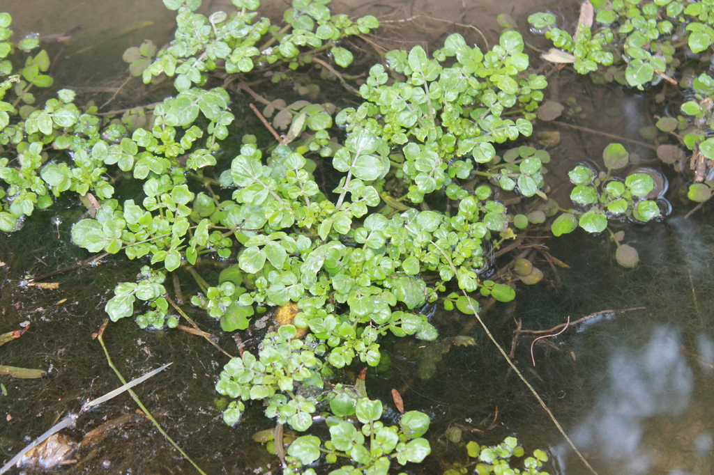watercress (Buxton White/Green Flowering Plants) · BioDiversity4All