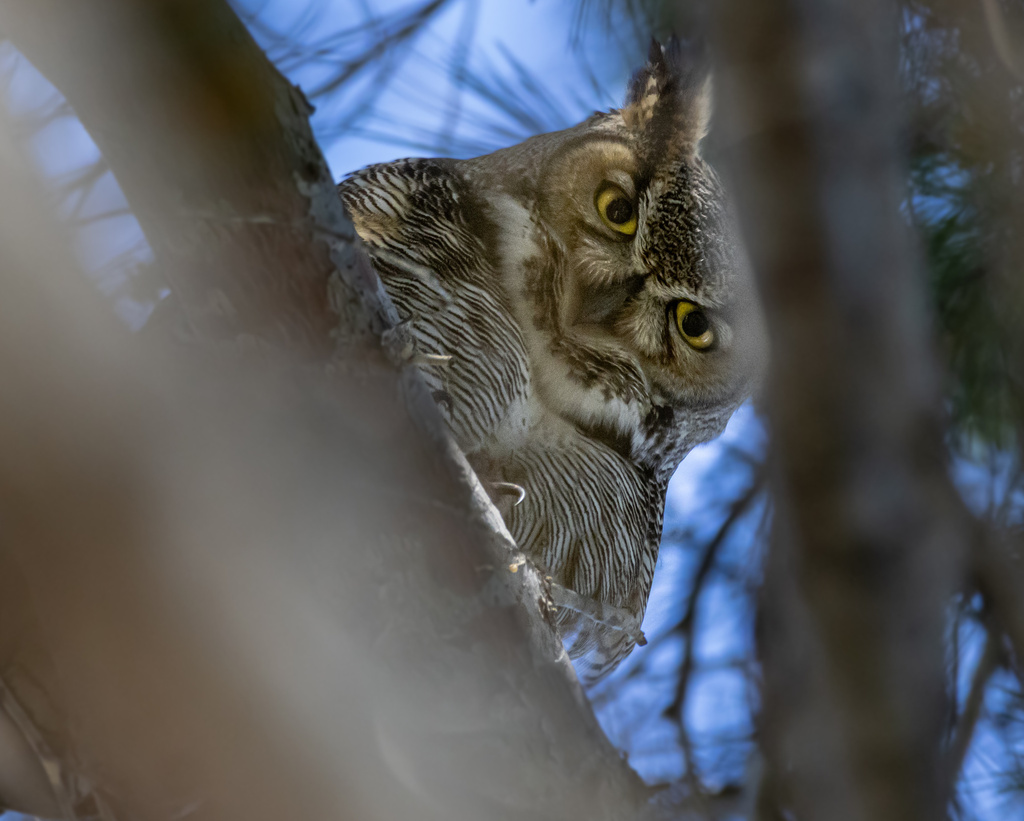 Great Horned Owl in February 2026 by Brooke Johnson. 2 owls, only got a ...