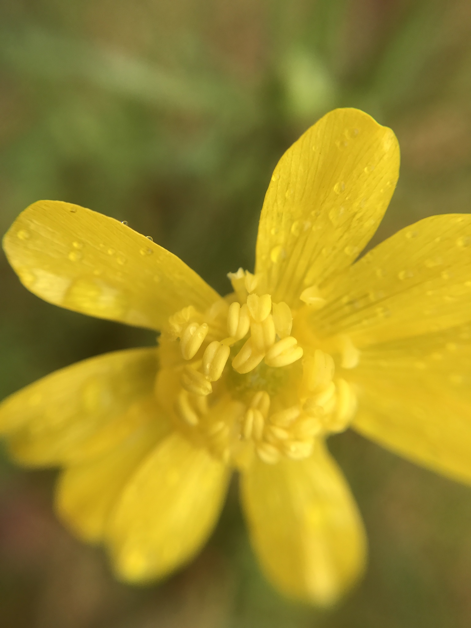 Ranunculus canus Benth.