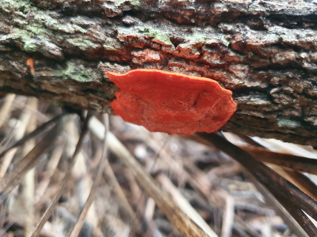 Southern Cinnabar Polypore from Central Coast NSW, Australia on ...