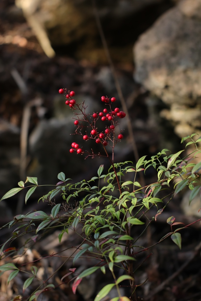 Heavenly bamboo from Dawn River Cove, Austin, TX, US on February 21 ...