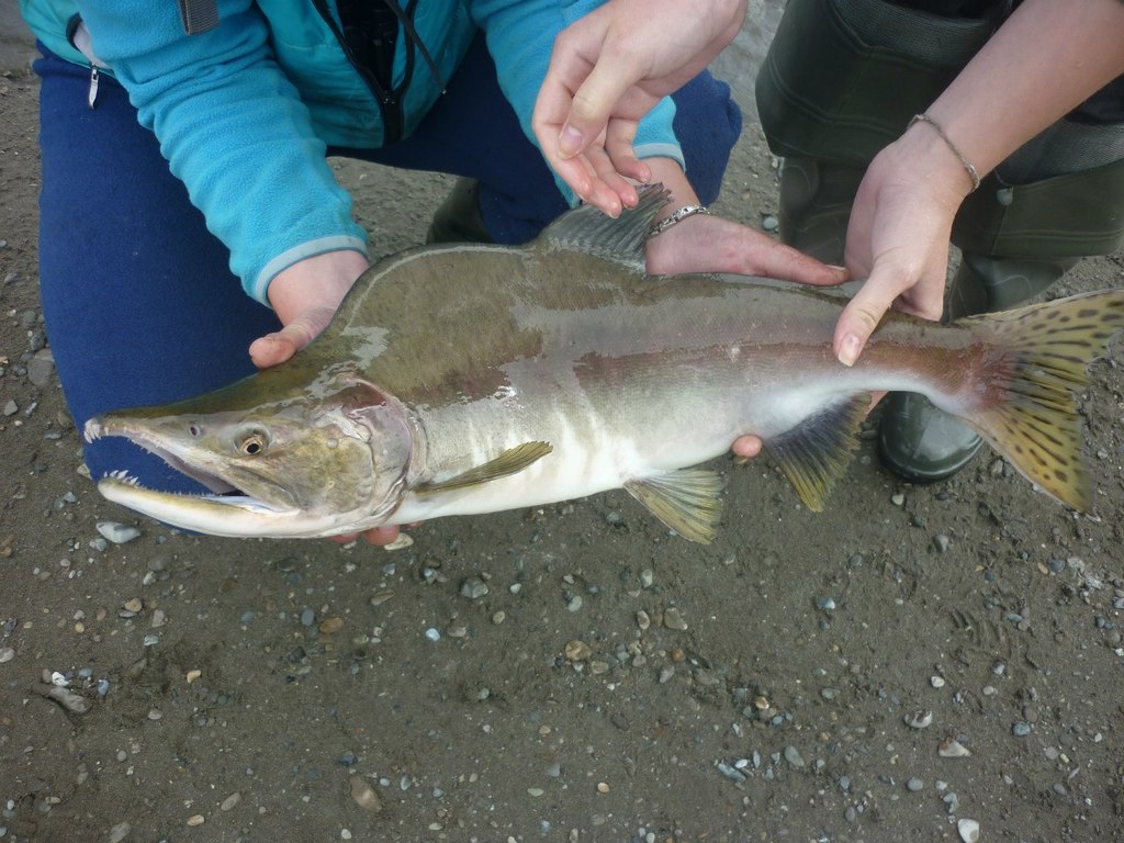 Pink Salmon (Oncorhynchus gorbuscha) - Marine Life Identification