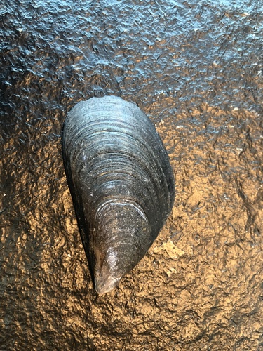 Mediterranean Mussel (Invasive) (China Cove Organisms) · iNaturalist