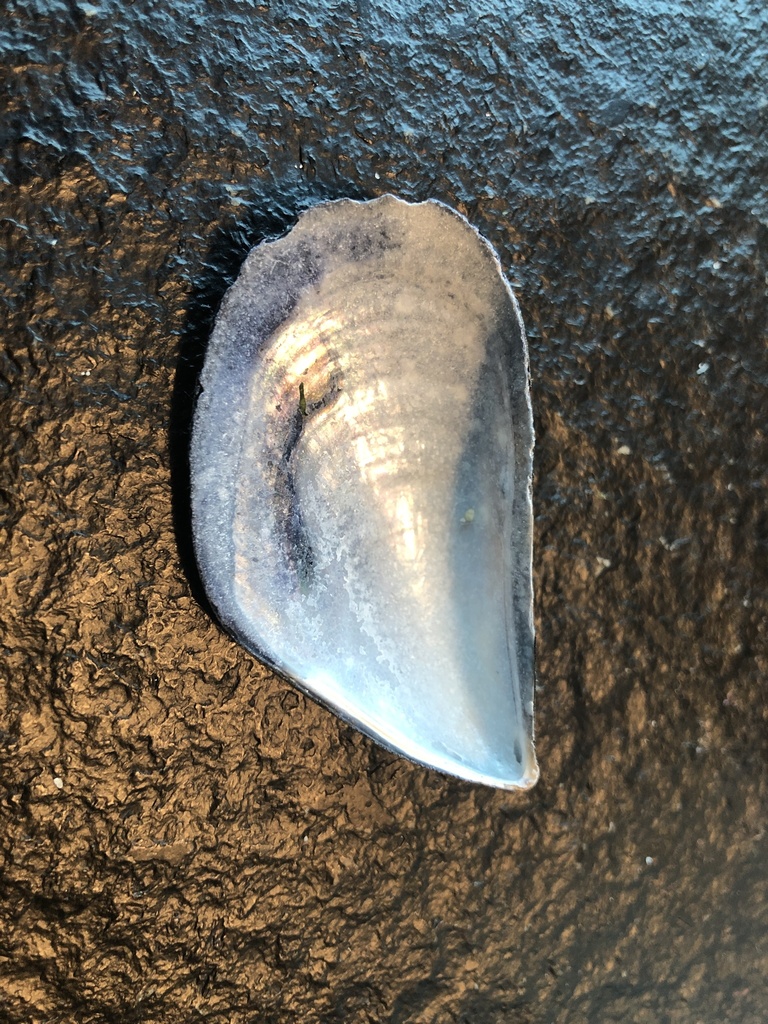 Mediterranean Mussel (Invasive) (China Cove Organisms) · iNaturalist