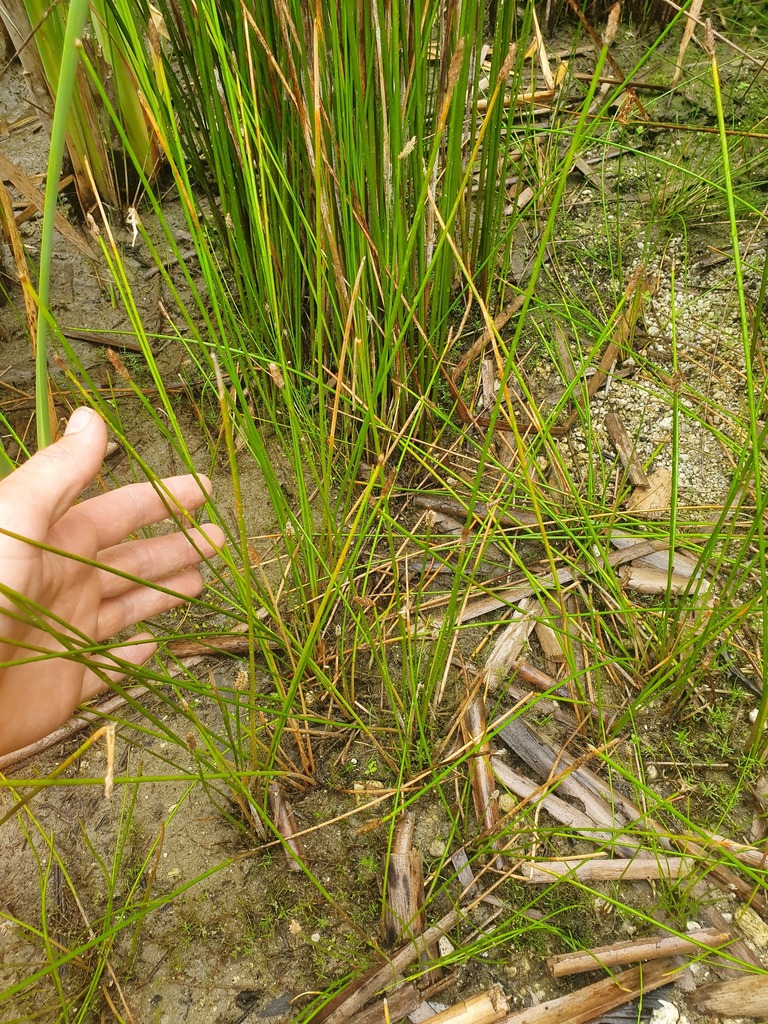 Sharp Spike Sedge from Lake Okareka 3076, New Zealand on February 22 ...