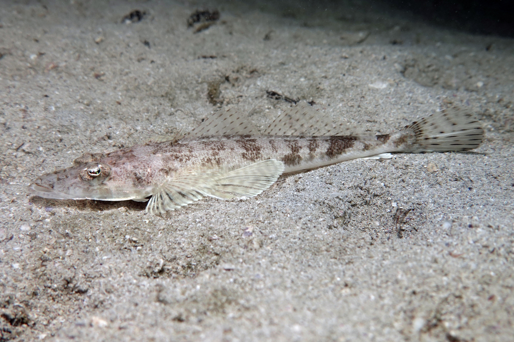 Rusty Flathead from Rockingham, WA, Australia on February 20, 2020 at ...
