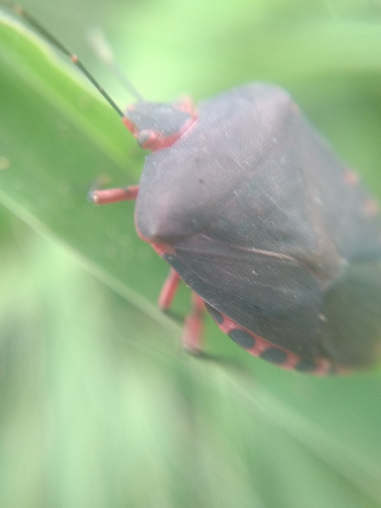 Ndebele Bug from Harare, ZW-HA, ZW on February 22, 2020 at 09:44 AM by ...