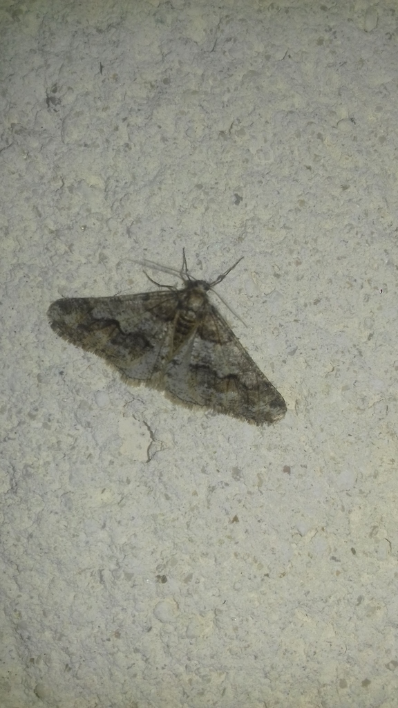 Spring Usher Moth from La Salle-de-Vihiers, 49310 Chemillé-en-Anjou ...