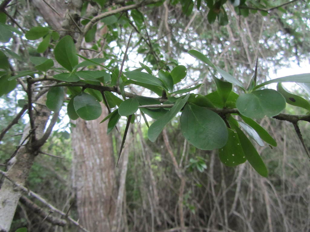 Kei apple from Mpophomeni False Bay North Uthungulu, South Africa on ...