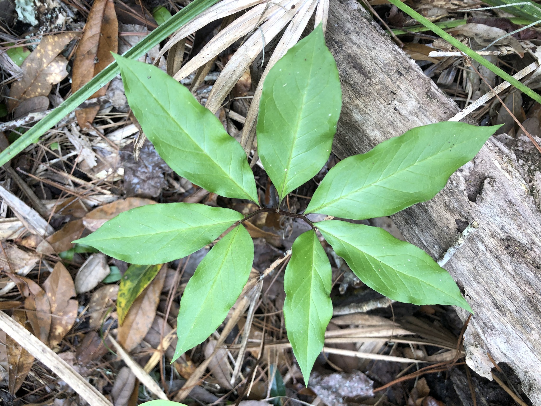 Pinellia pedatisecta Schott