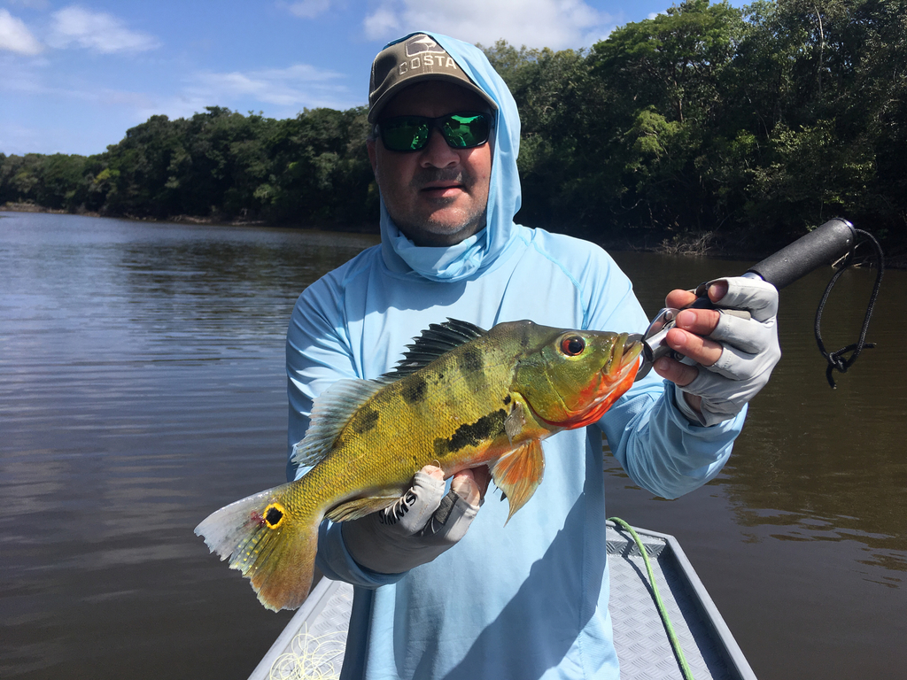 Tucanare Peacock Bass (Cichla monoculus) - Marine Life Identification