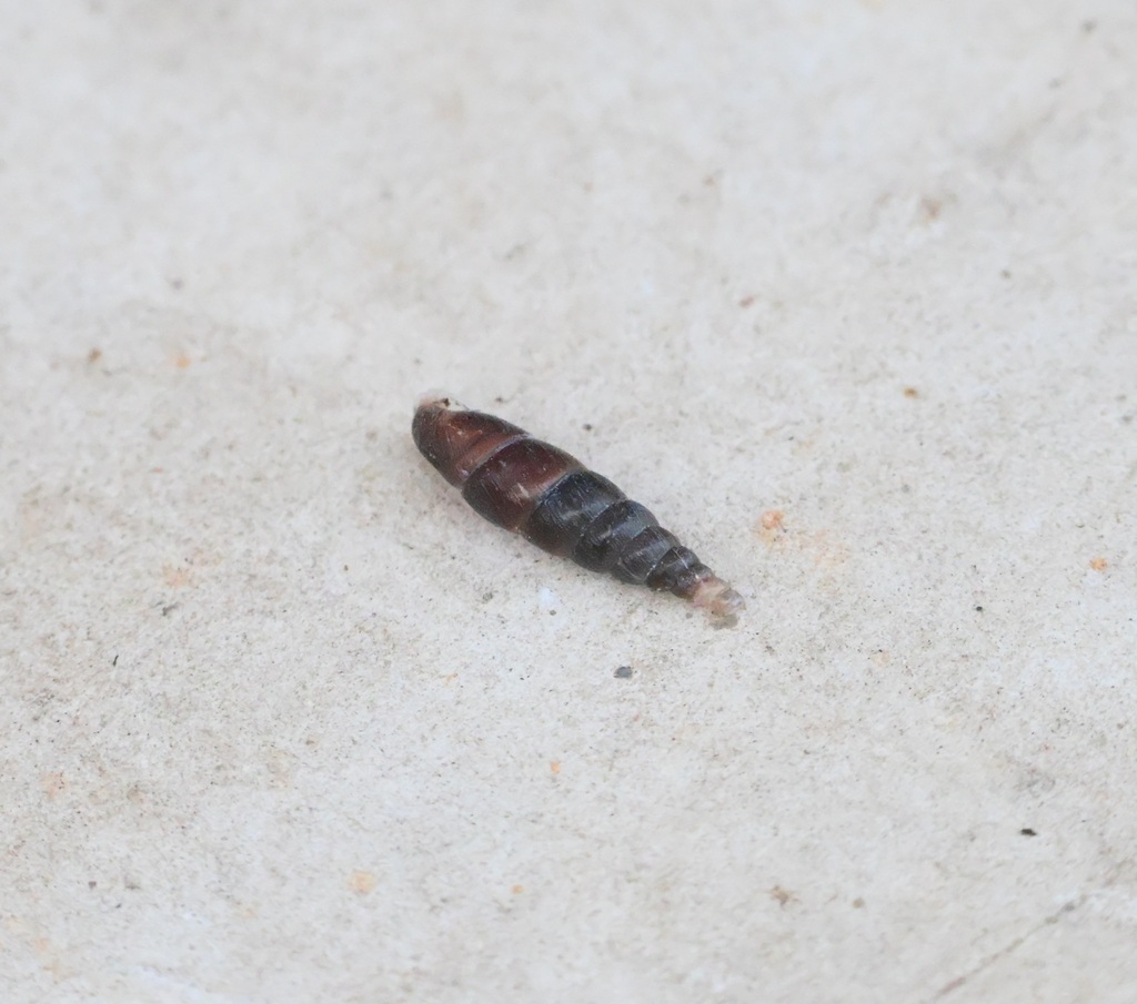 Euphaedusa spinula from 中国四川省广元市青川县 on February 10, 2026 at 05:43 PM by ...