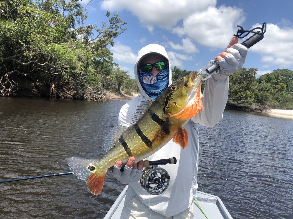Speckled Peacock Bass (Cichla temensis) - Marine Life Identification