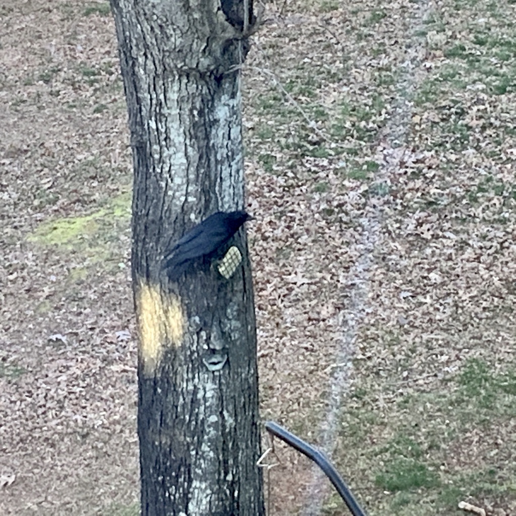 Common Raven from Roaring Run Rd, Goode, VA, US on February 22, 2020 at ...
