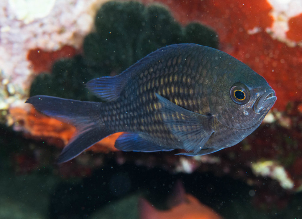 Chromis (Chromis) - Marine Life Identification