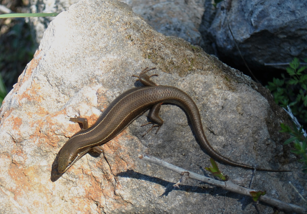 Bridled Skink from Burj Islam, Syria on February 22, 2020 at 03:04 PM ...