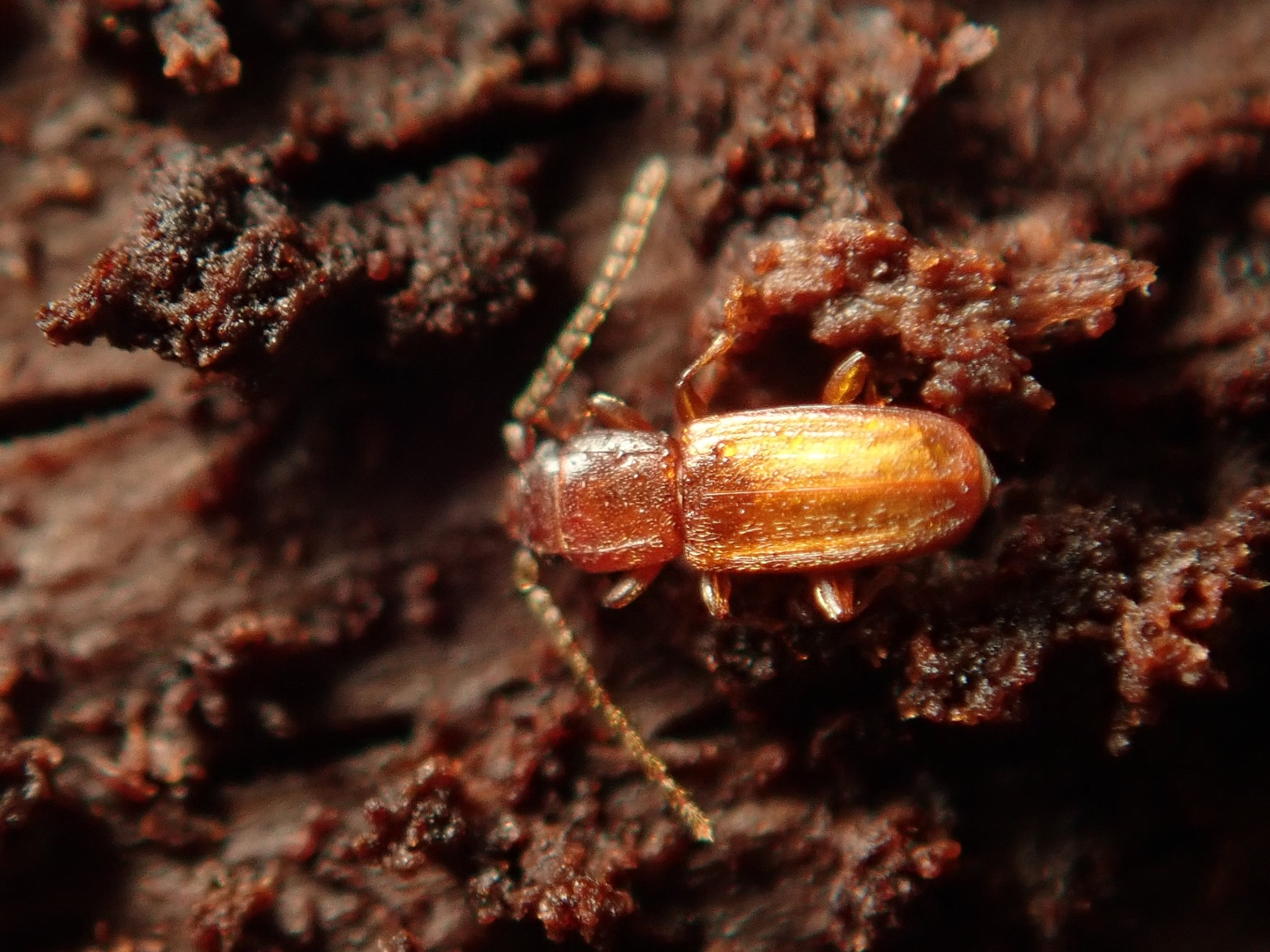 Placonotus MacLeay, 1871