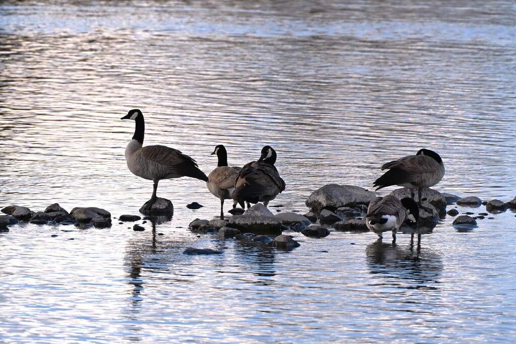 Canada Goose from 520 SW Powerhouse Dr #624, Bend, OR 97702, USA on ...