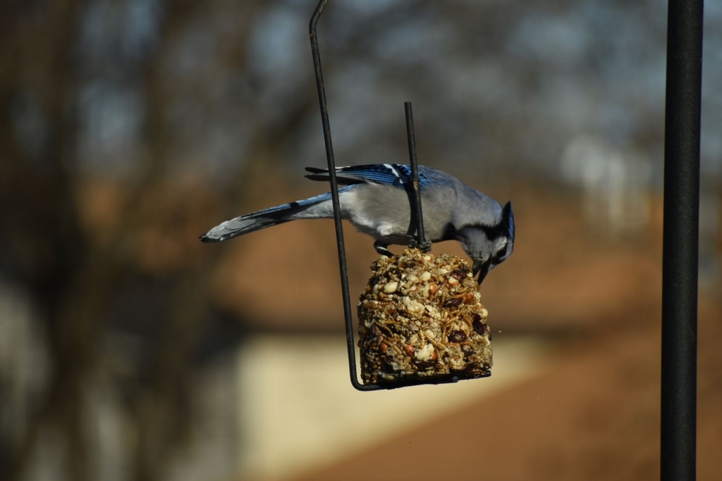 Blue Jay from Orbit Way, Fort Collins, CO, US on February 22, 2020 at ...