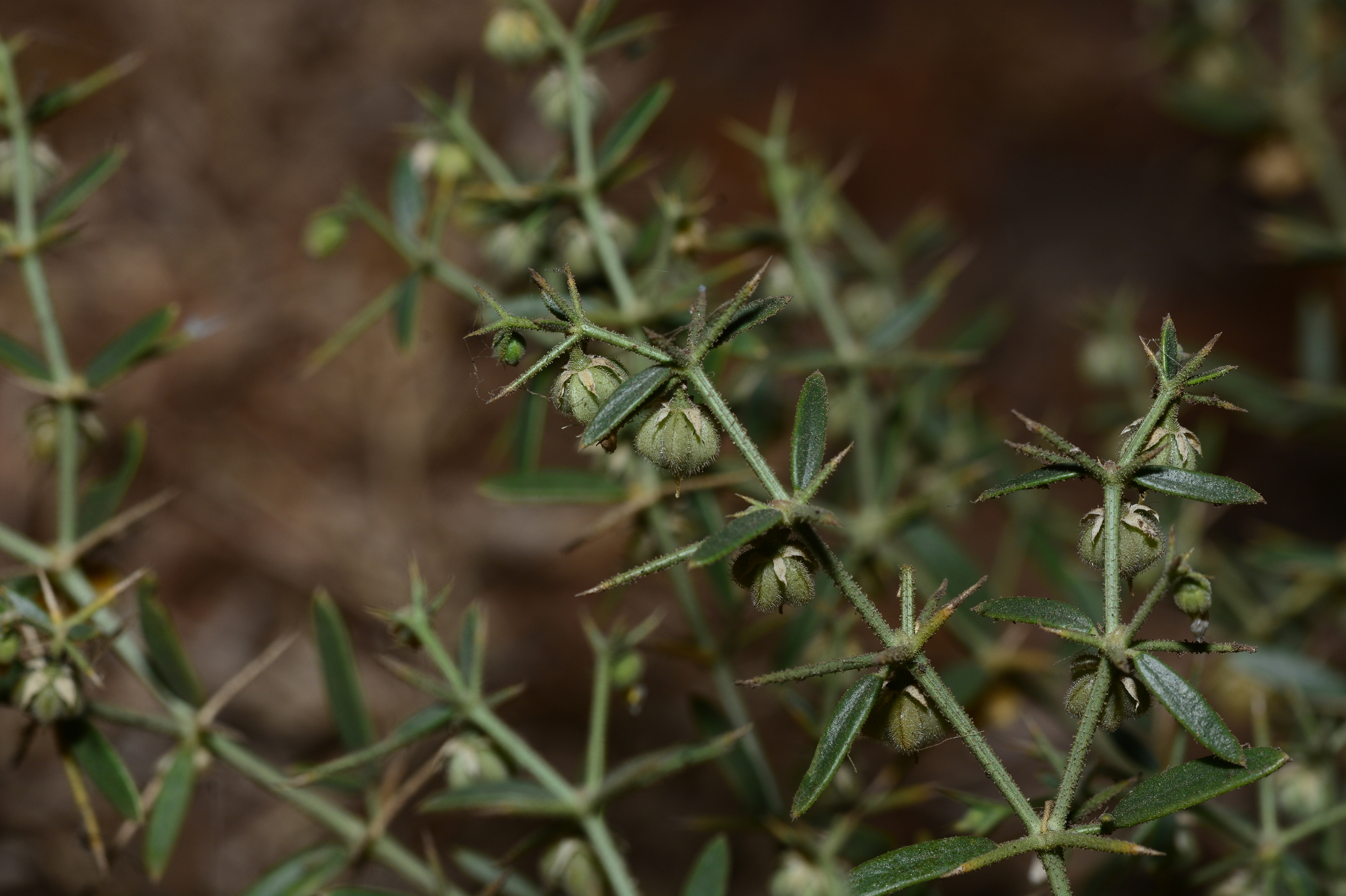 Fagonia schweinfurthii (Hadidi) Hadidi