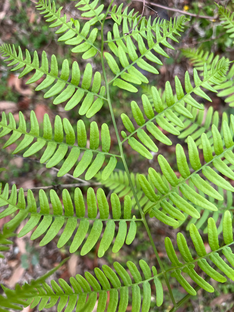common bracken from Lettuce Lake Park, Tampa, FL, US on February 27 ...